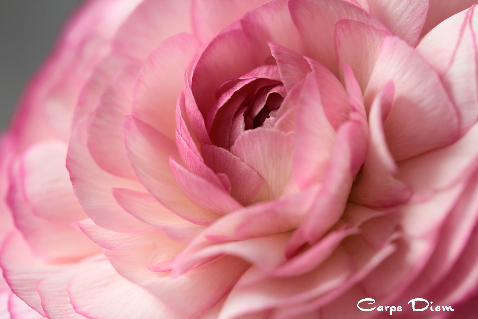 Ranunkel Foto & Bild | natur-makros, jahreszeiten, frühling Bilder auf ...