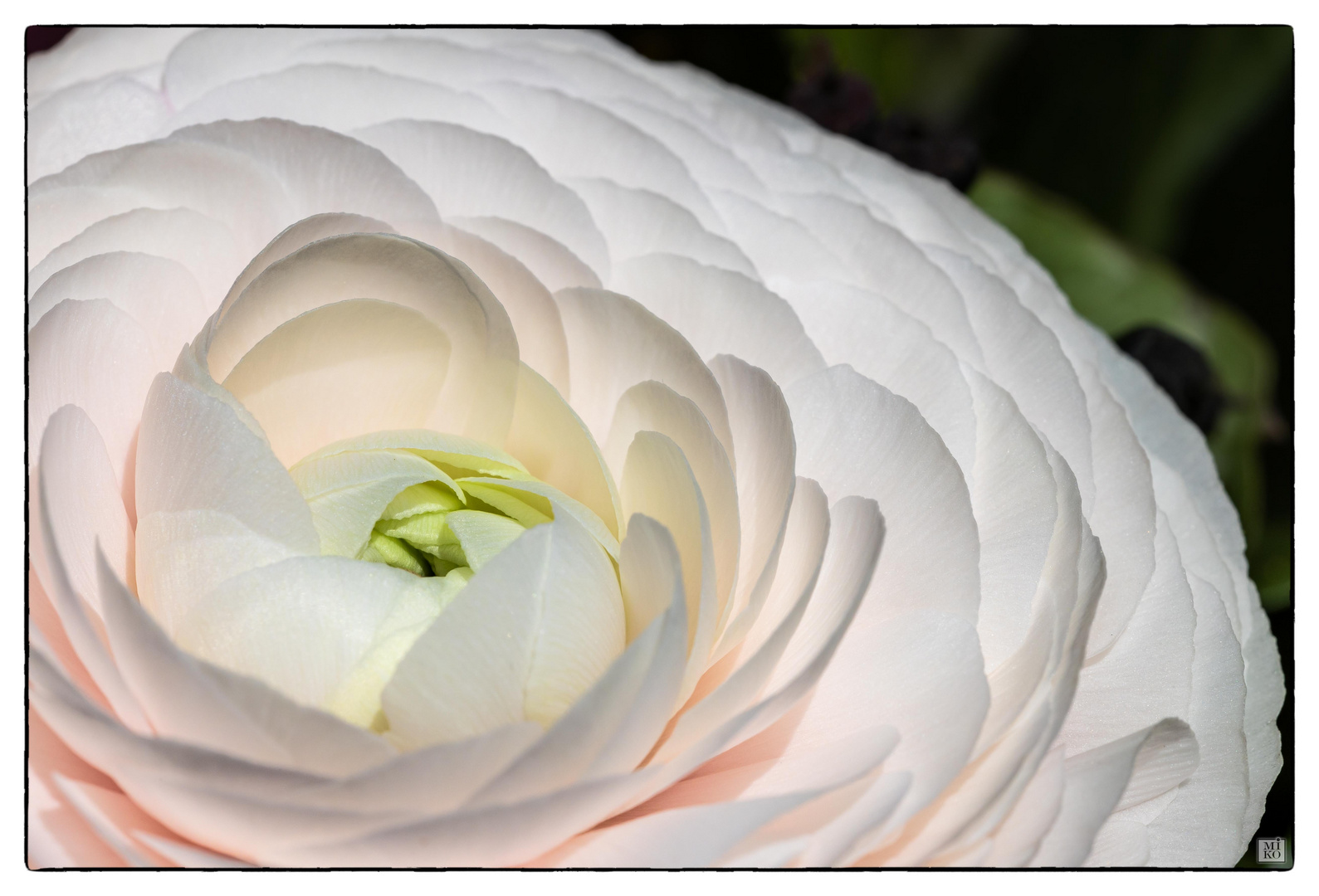Ranunkel Foto & Bild | pflanzen, pilze & flechten, blüten ...