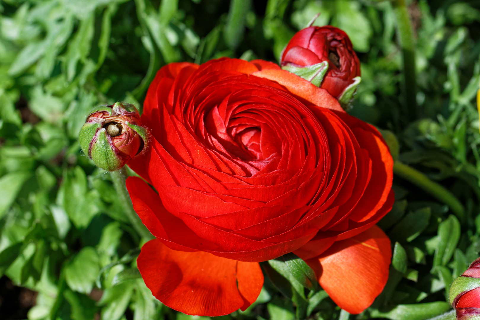 Ranunkel Foto & Bild | projekte, 3 - mittwochsblümchen, thementage ...