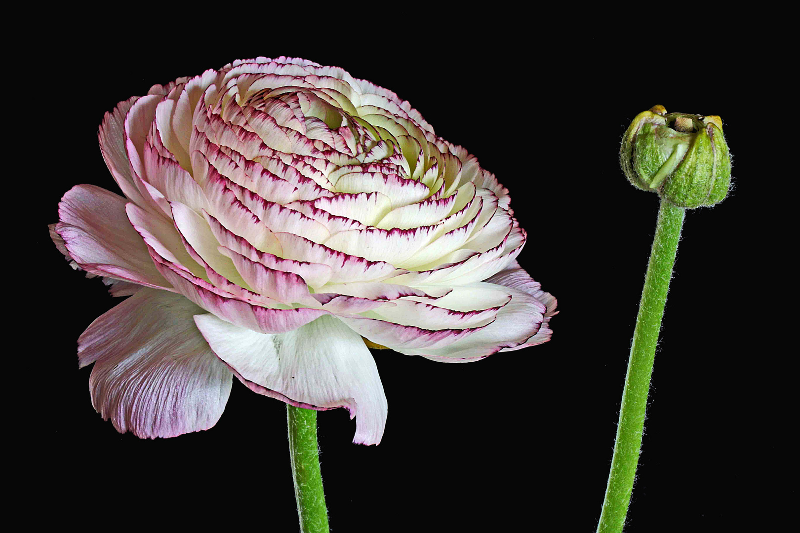 Ranunkel Foto & Bild | natur, blume, blüte Bilder auf fotocommunity