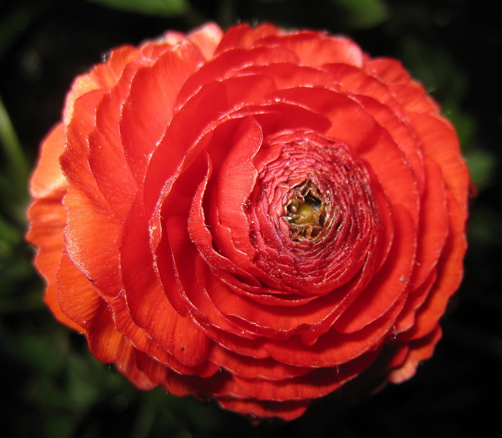 Ranunkel Foto & Bild | pflanzen, pilze & flechten, blüten ...