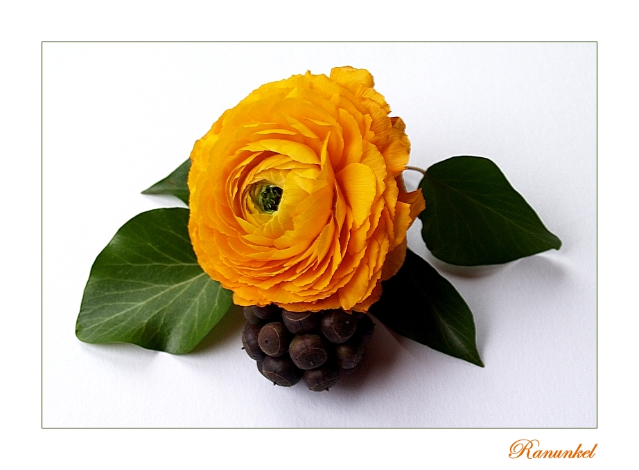 Ranunkel Foto & Bild | blumen , natur Bilder auf fotocommunity