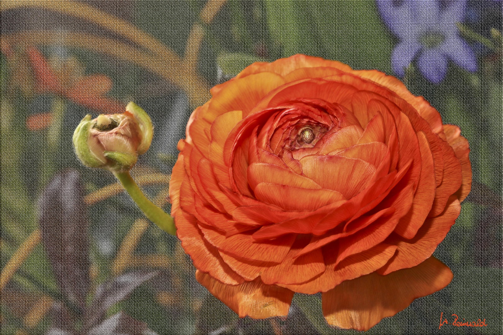 Ranunkel Foto & Bild | pflanzen, pilze & flechten, blüten ...