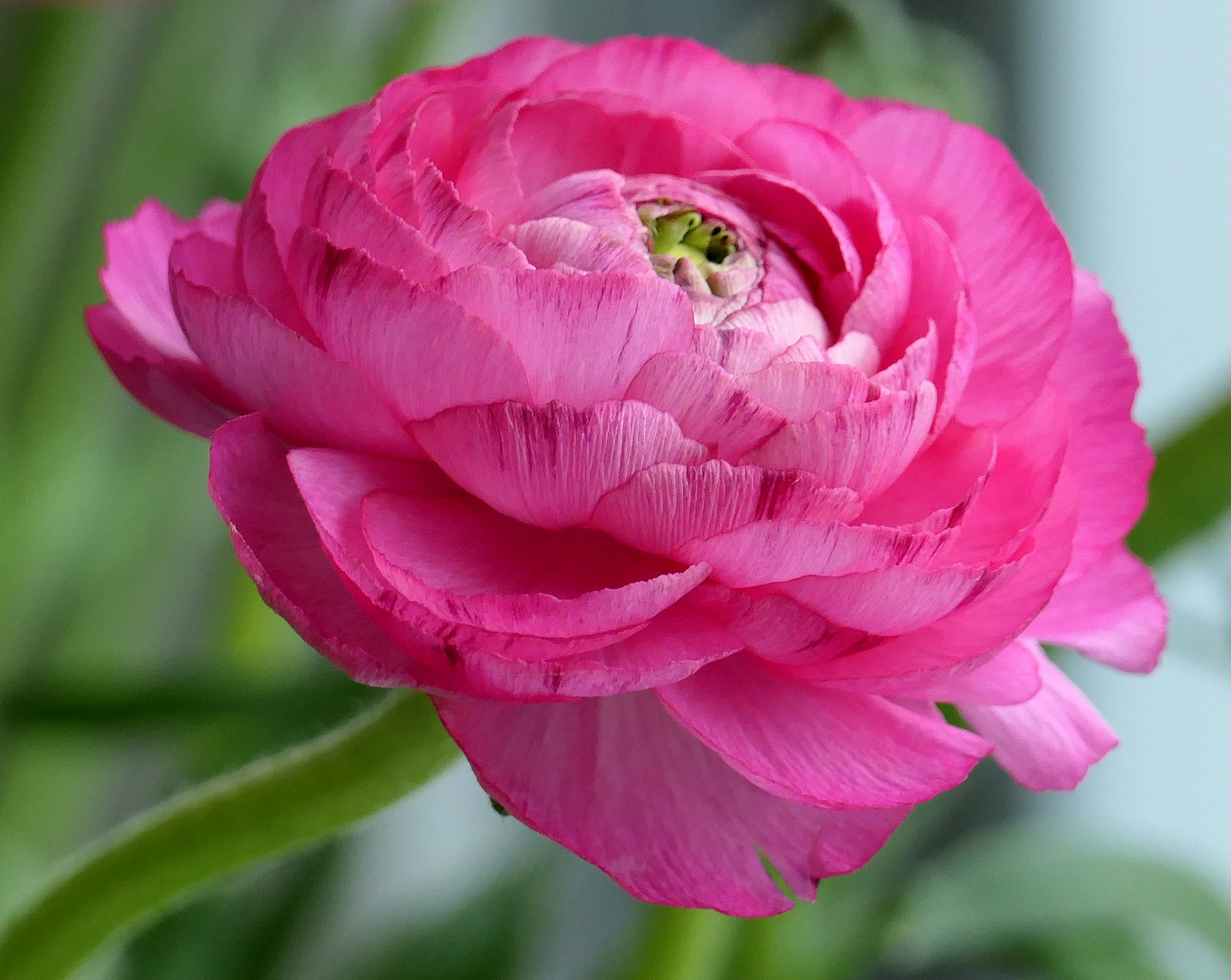 Ranunkel Blüte Foto & Bild | spezial, natur, blumen Bilder auf ...