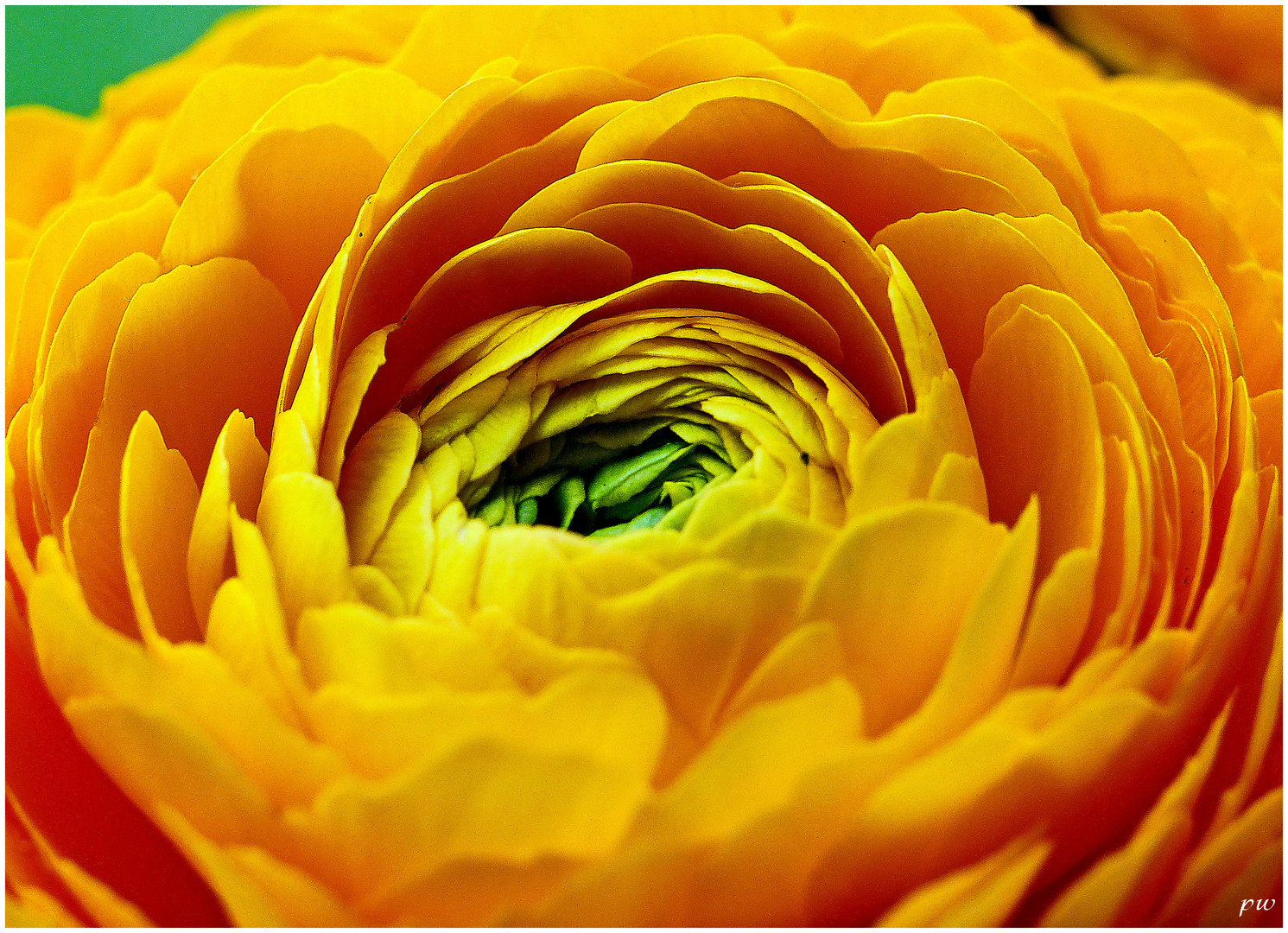 Ranunkel Foto & Bild | pflanzen, pilze & flechten, blüten ...