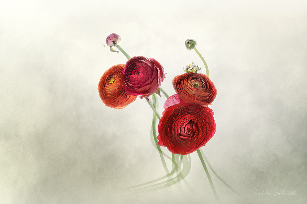 Ranunkel Foto & Bild | frühling, natur, digiart Bilder auf fotocommunity