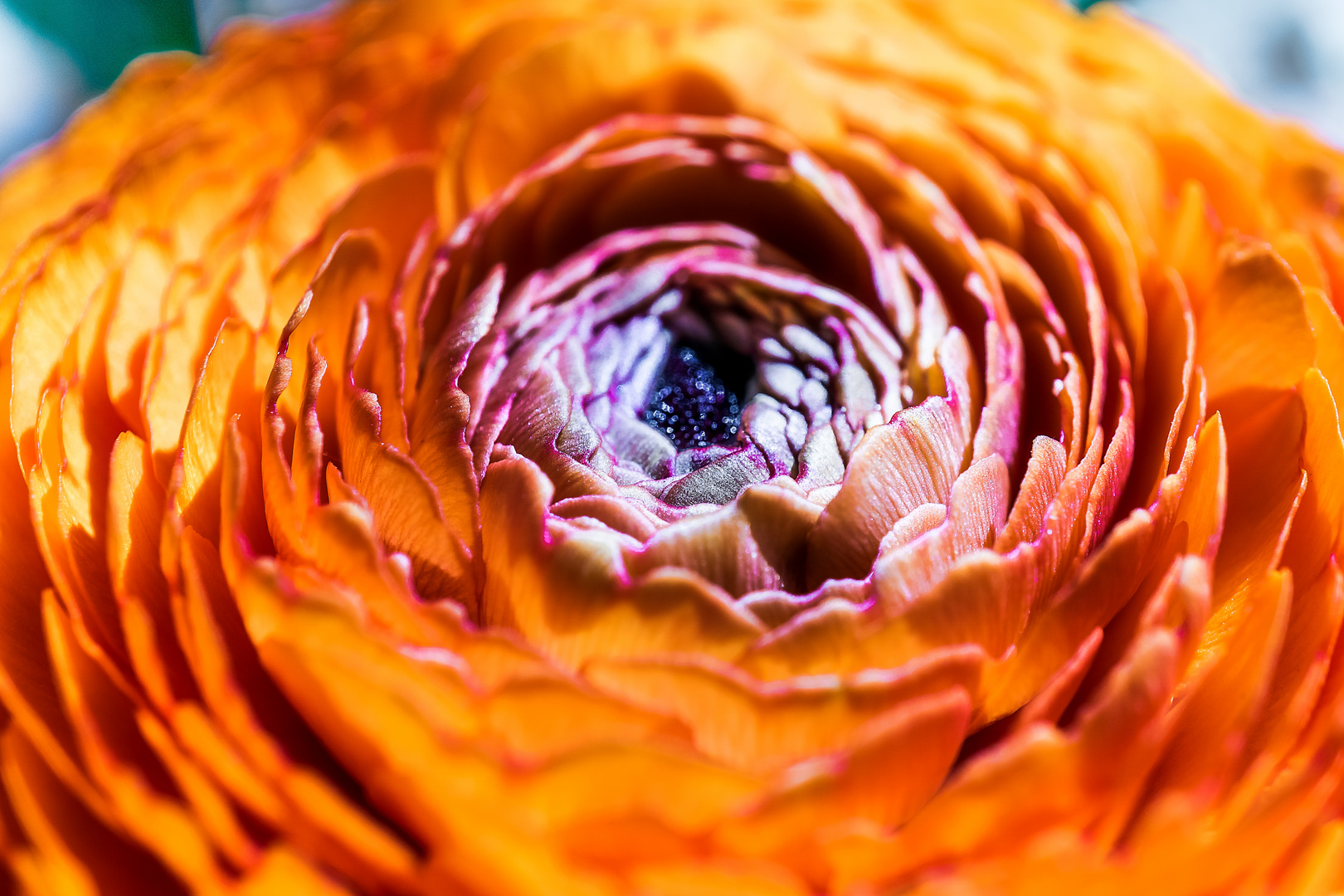 Ranunkel Makro Foto & Bild | flower, flowers, park Bilder auf fotocommunity