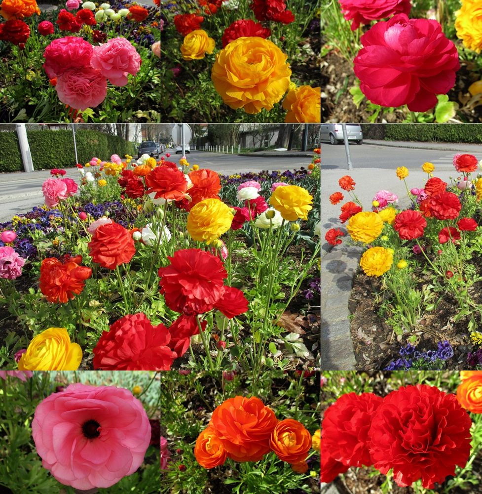 Ranunkel page Foto & Bild | pflanzen, samen, natur, pflanzen Bilder auf ...