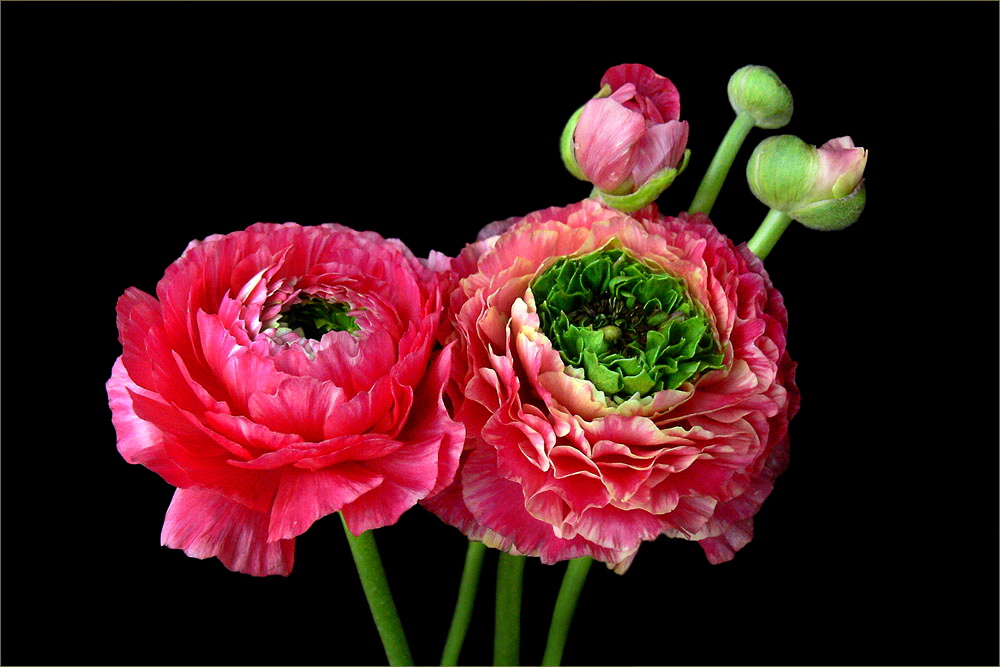 Ranunkel - Ranunculus asiaticus Foto & Bild | fotos, natur, frühblüher ...