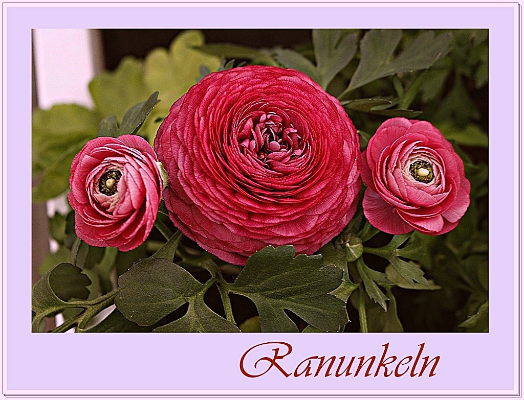 Ranunkel - Trio Foto & Bild | giftig, blumen, pflanzen Bilder auf ...
