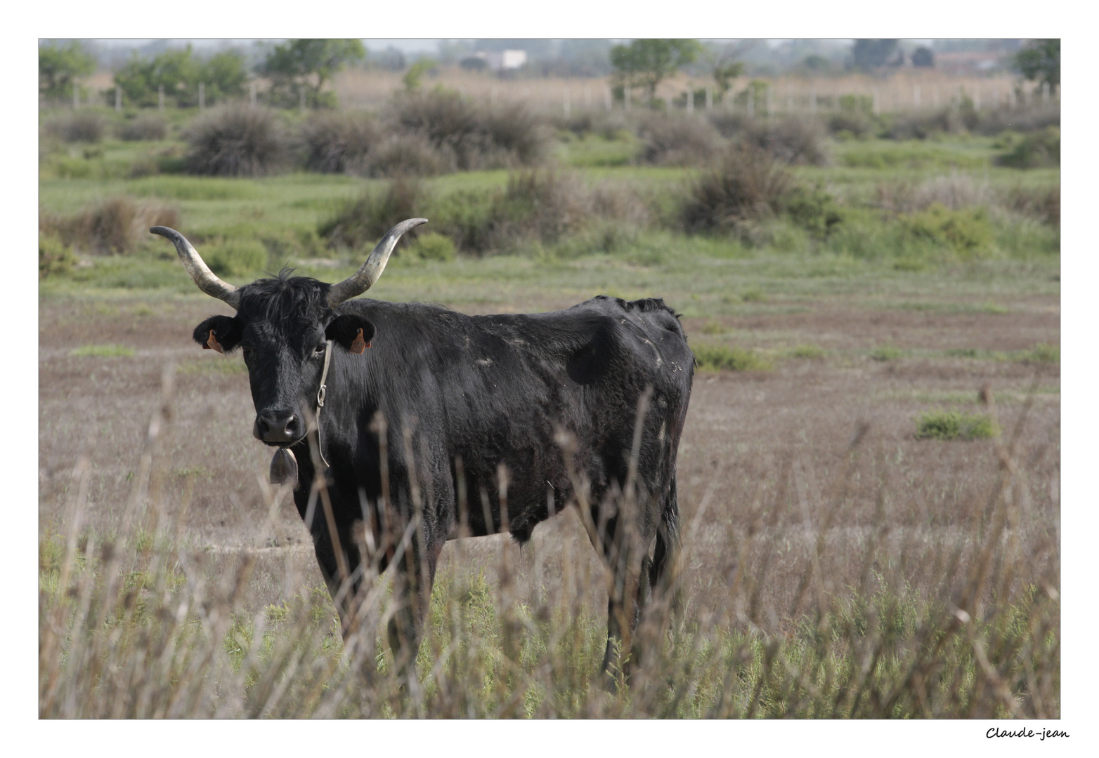 raço di biòu photo et image | animaux, animaux sauvages, bovidés à l ...