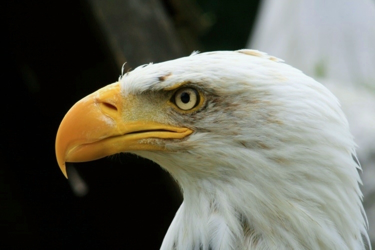rapace photo et image | animaux, nature Images fotocommunity