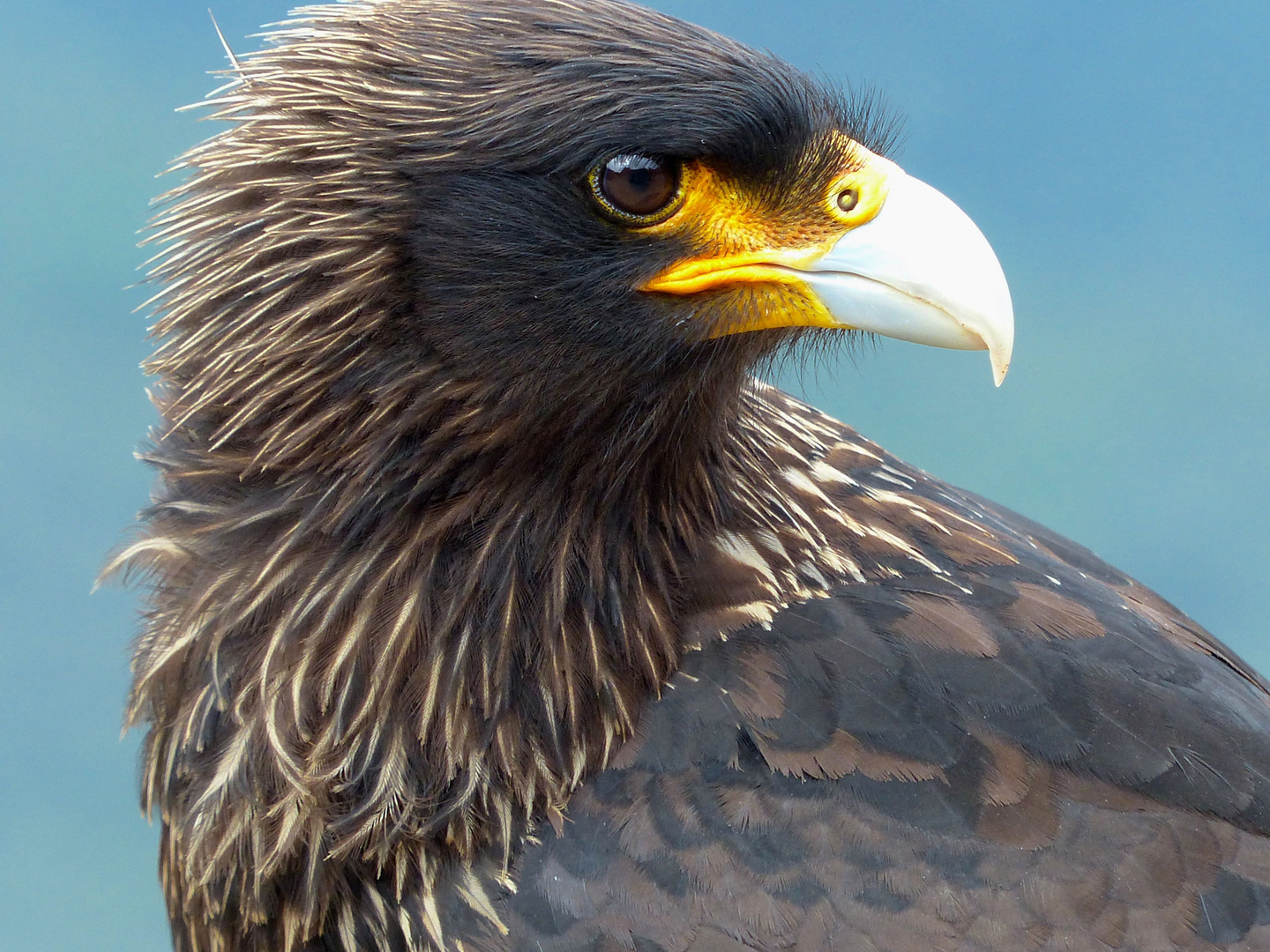 Rapace photo et image | animaux, oiseau-rapace-portrait-ciel-animaux ...