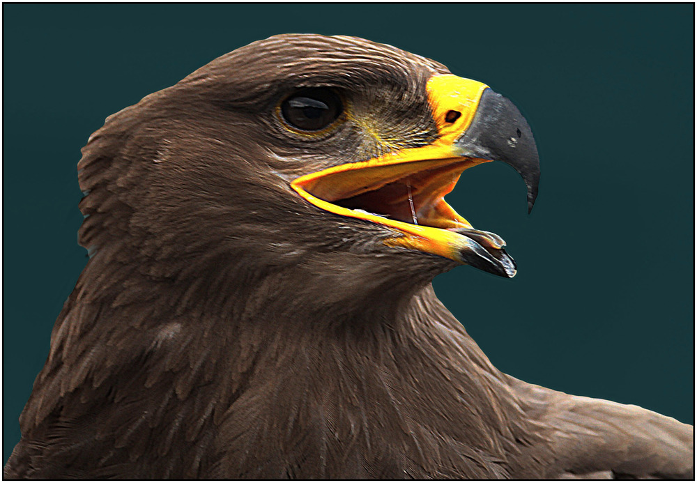 Rapace photo et image | animaux, animaux sauvages, oiseaux Images ...