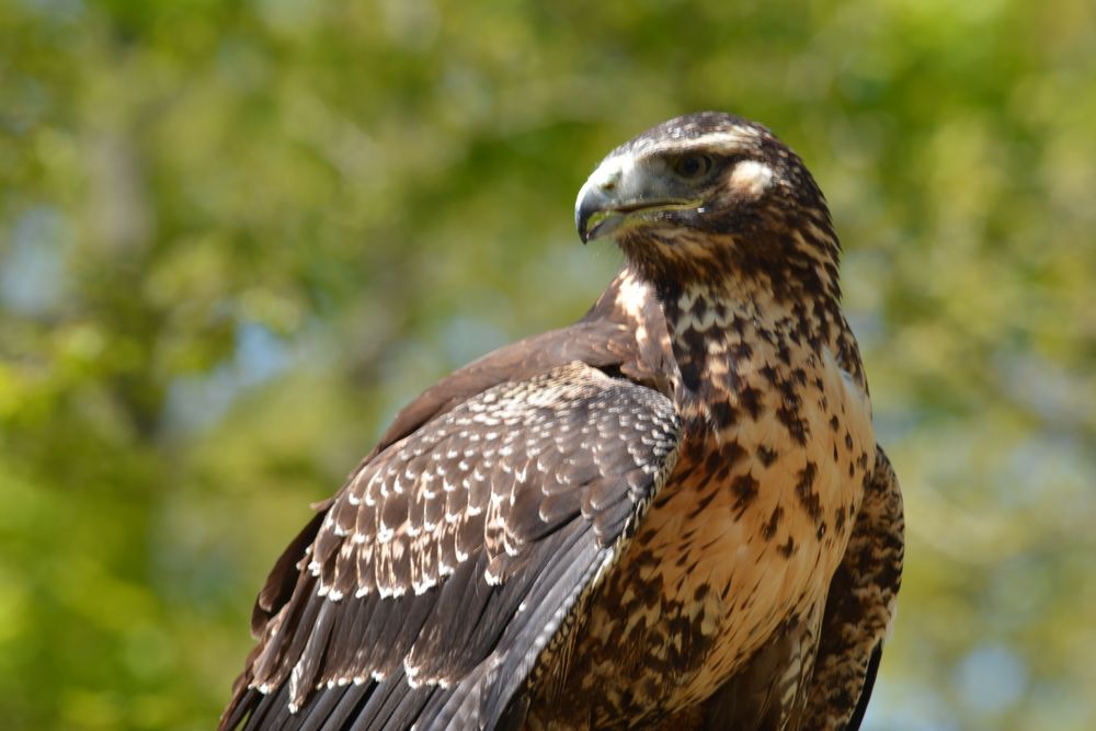 Rapace photo et image | nature, oiseaux, sauvages Images fotocommunity