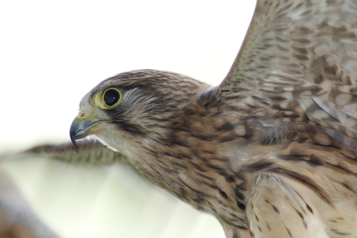 rapace photo et image | animaux, zoo et animaux en captivité ...