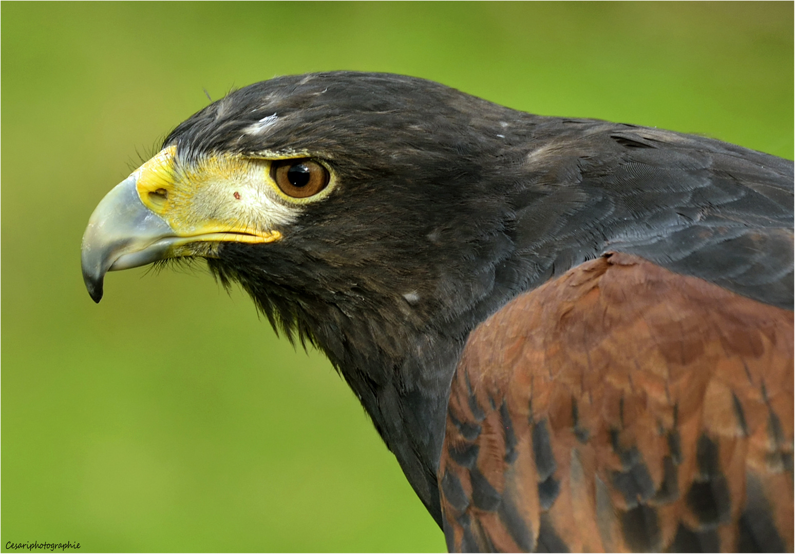 Rapace Foto % Immagini| animali, uccelli allo stato libero, animali ...