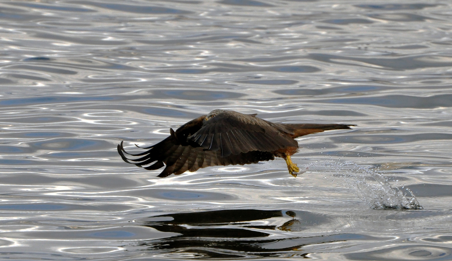 Rapace photo et image | oiseaux, nature Images fotocommunity