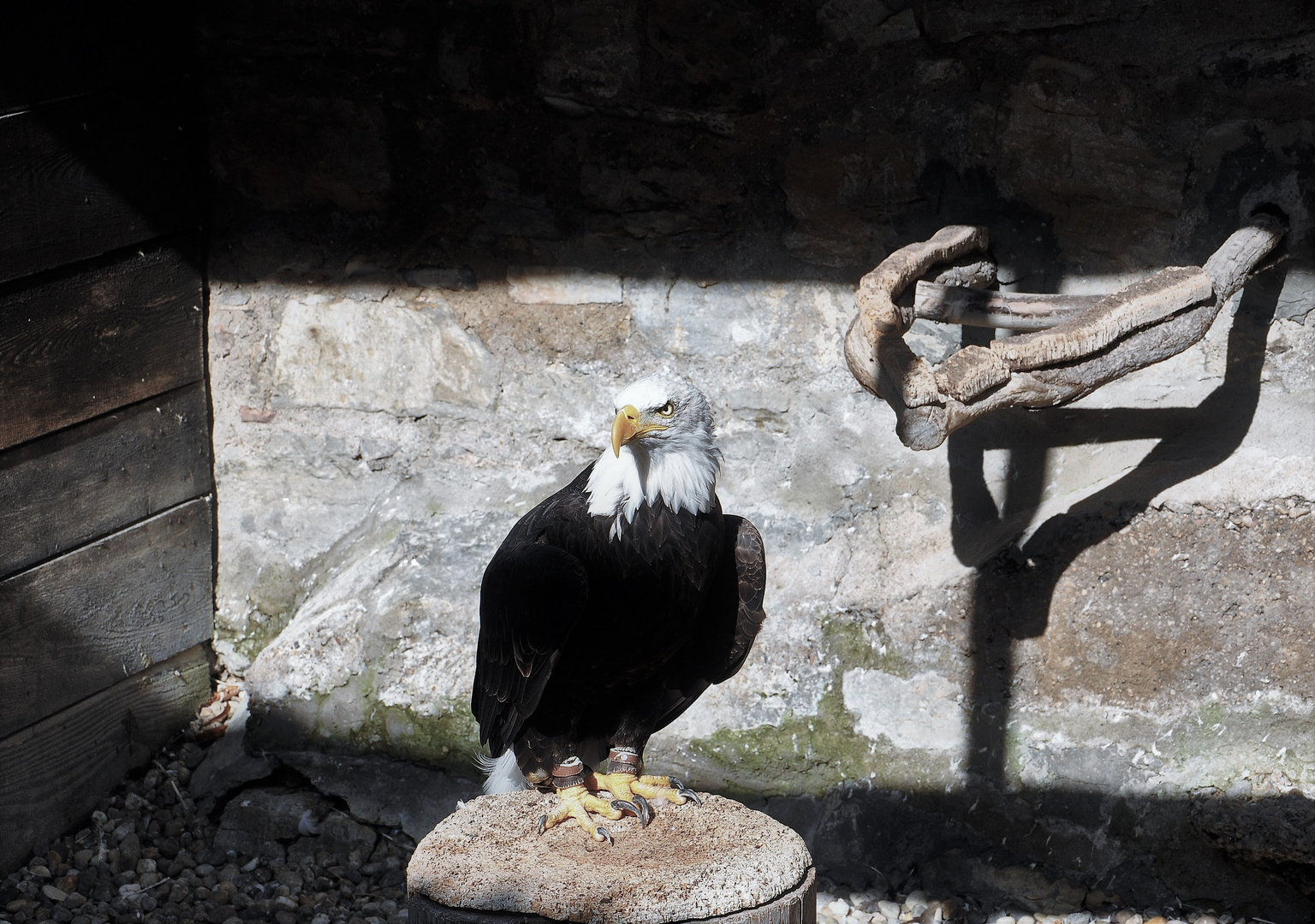 Rapace ! photo et image | animaux, animaux sauvages, oiseaux Images ...