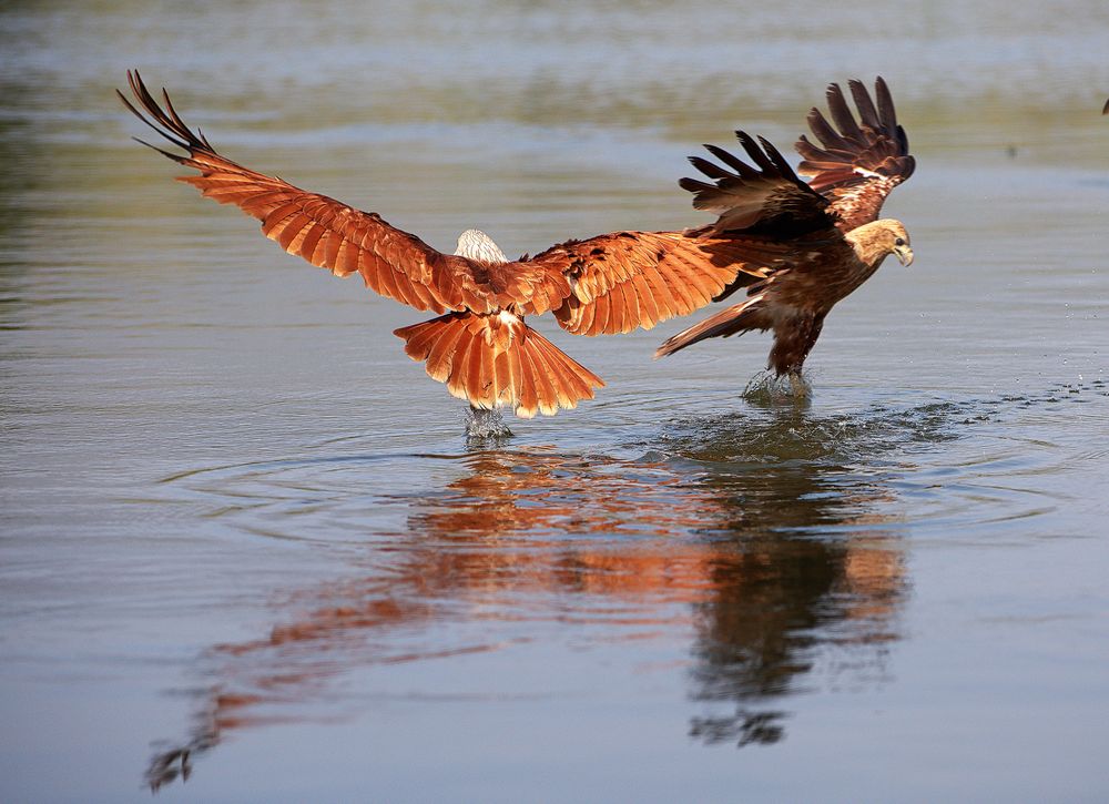 Rapacious. Foto % Immagini| animali, uccelli allo stato libero, animali ...