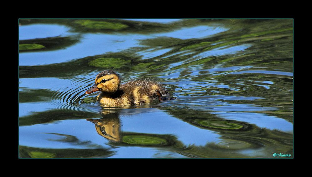 rapide... Foto & Bild | animaux, zoo et animaux en captivité, animaux ...