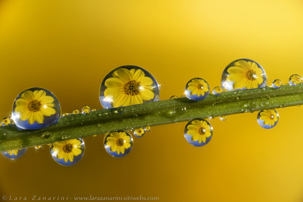 rapiti dalla rugiada Foto % Immagini| macro e close up, macro fiori e ...