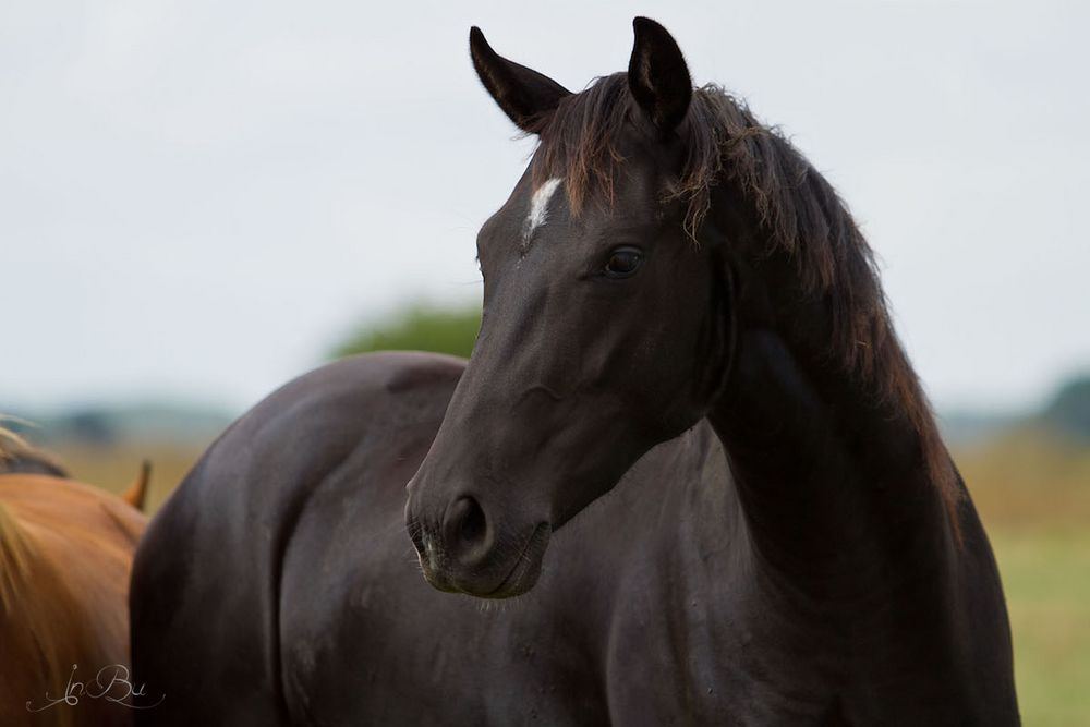 Rappe Foto & Bild | tiere, haustiere, pferde, esel, maultiere Bilder auf fotocommunity