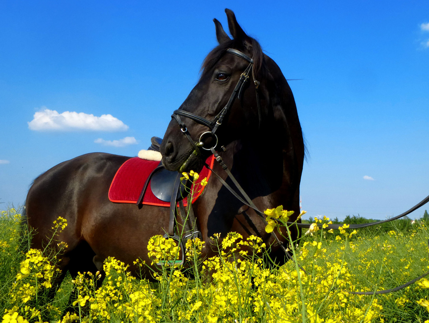 Rappe im Raps Foto & Bild | tiere, haustiere, pferde, esel, maultiere ...