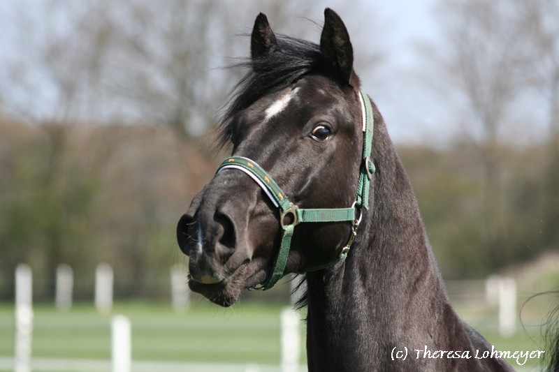 Rappe in Rage Foto & Bild | tiere, haustiere, pferde, esel, maultiere ...