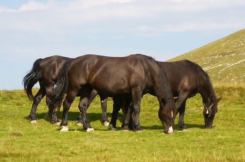 Rappen Foto & Bild | tiere, haustiere, pferde, esel, maultiere Bilder ...