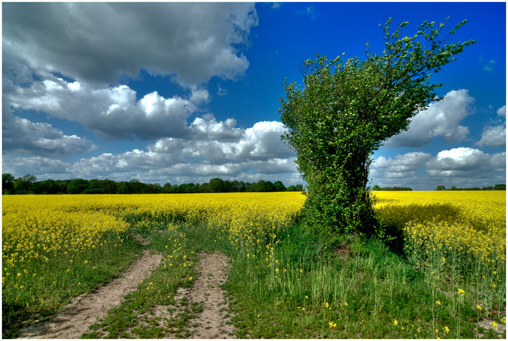 Raps 03 Foto & Bild | pflanzen, pilze & flechten, getreide und ...