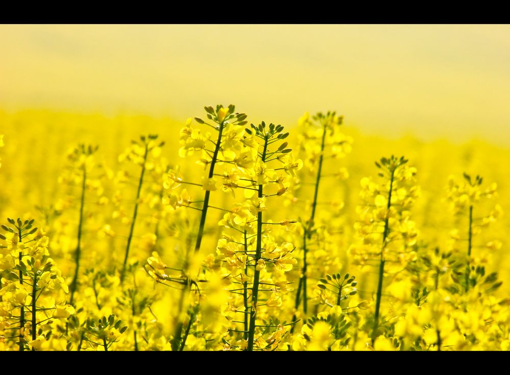 Raps Foto & Bild | pflanzen, pilze & flechten, getreide und feldfrüchte ...