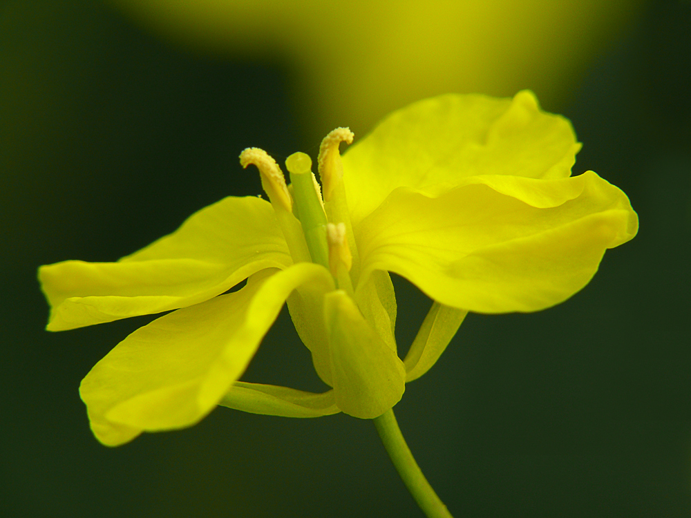 Raps Foto & Bild | pflanzen, pilze & flechten, getreide und feldfrüchte ...