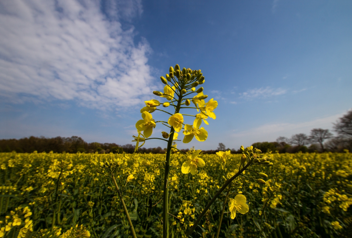 Raps Foto & Bild | pflanzen, pilze & flechten, blüten- & kleinpflanzen ...