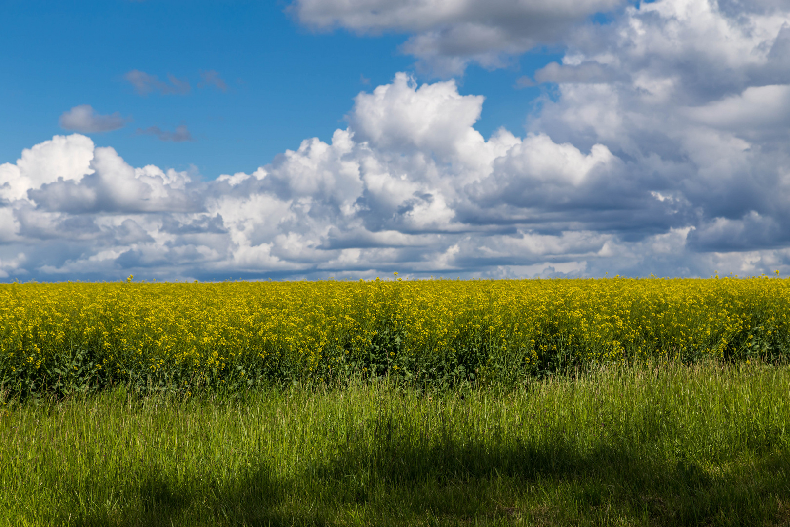 Raps #2 Foto & Bild | world, outdoor, natur Bilder auf fotocommunity