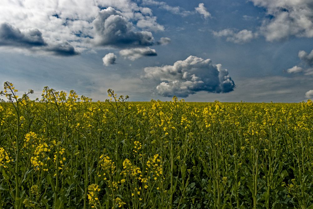 Raps Foto & Bild | landschaft, Äcker, felder & wiesen, raps Bilder auf ...