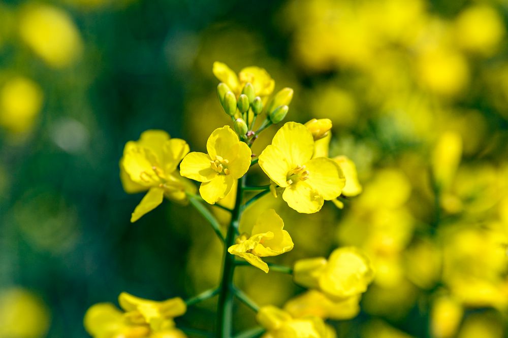 Raps Foto & Bild | pflanzen, pilze & flechten, blüten- & kleinpflanzen ...