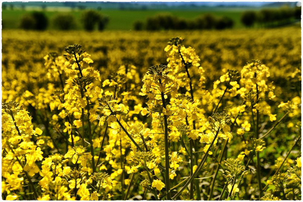 Raps Foto & Bild | landschaft, projekte, Äcker, felder & wiesen Bilder ...