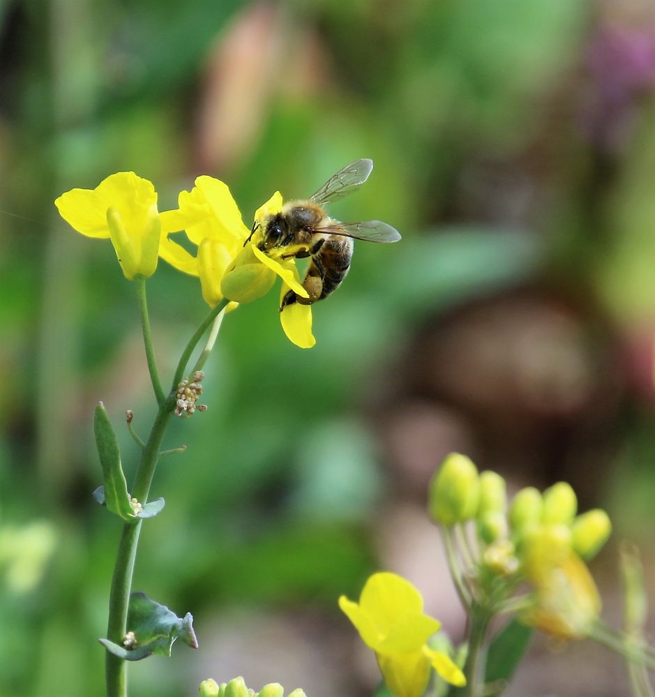 Raps Foto & Bild | landschaft, Äcker, felder & wiesen, raps Bilder auf ...