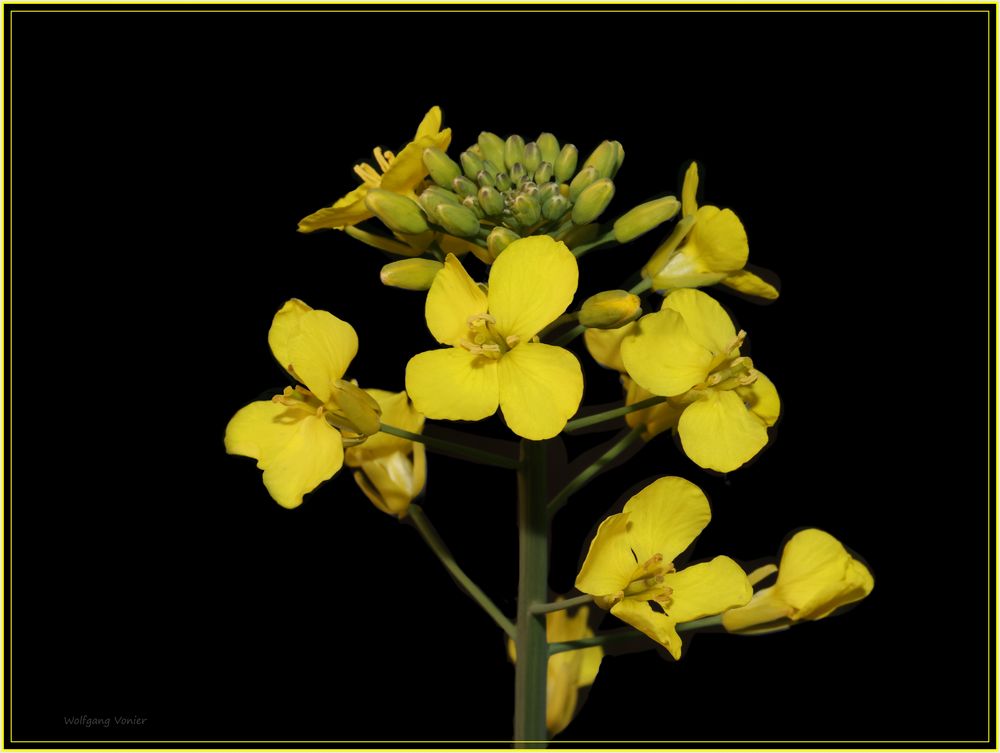 Raps Foto & Bild | nah- & makro, landschaft, techniken Bilder auf ...