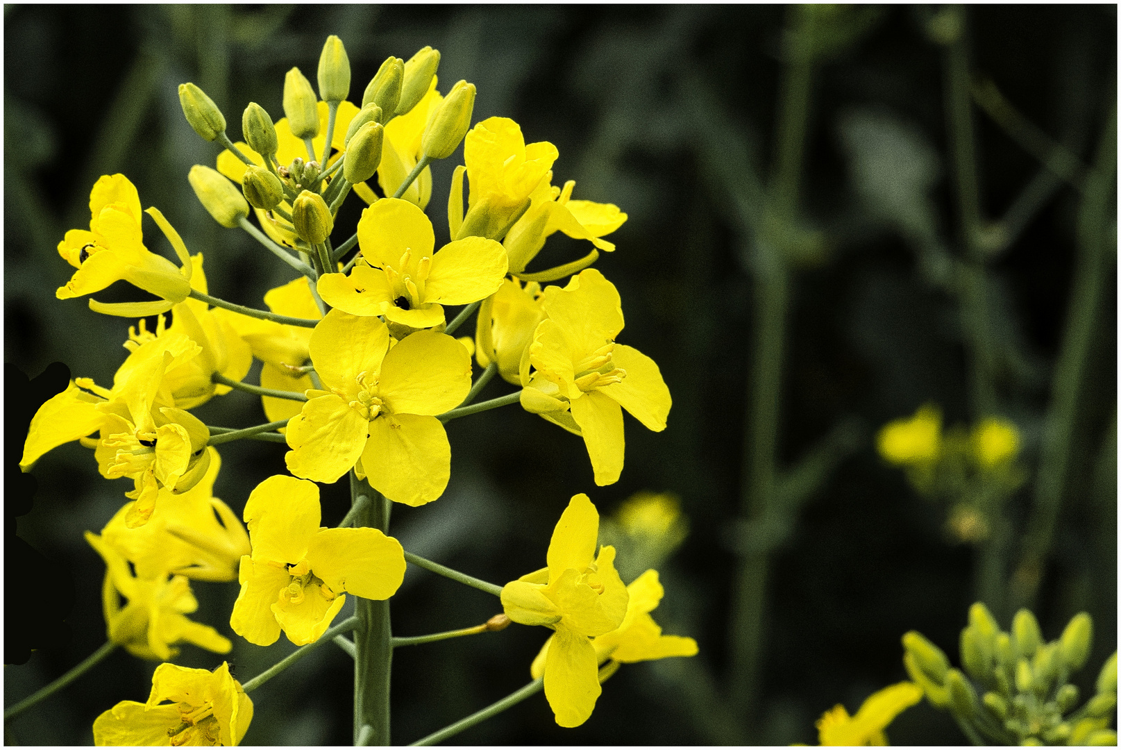 Raps Foto & Bild | frühling, jahreszeit, gelb Bilder auf fotocommunity