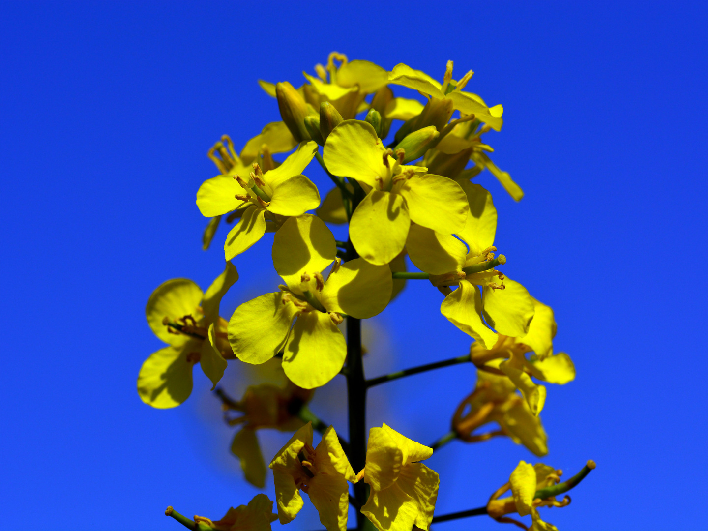 RAPS Foto & Bild | pflanzen, pilze & flechten, getreide und feldfrüchte ...