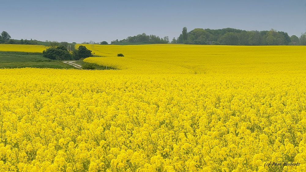 Raps Foto & Bild | deutschland, europe, mecklenburg- vorpommern Bilder ...