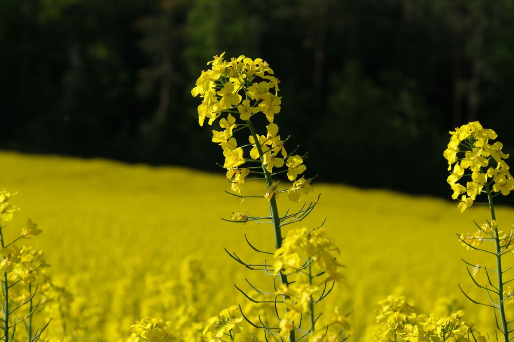 Raps Foto & Bild | jahreszeiten, frühling, natur Bilder auf fotocommunity