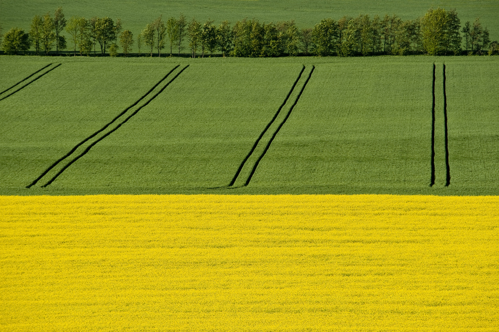 Raps an Getreide Foto & Bild | landschaft, Äcker, felder & wiesen, raps ...