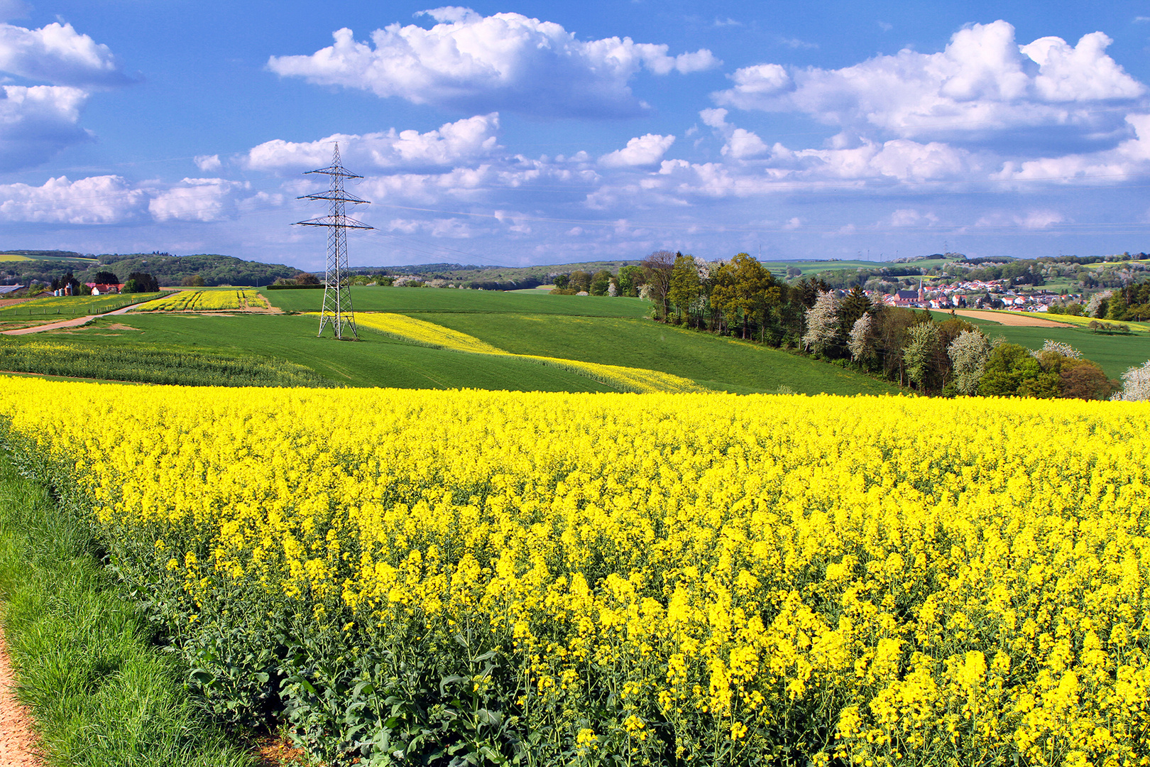 Raps Foto & Bild | pflanzen, pilze & flechten, getreide und feldfrüchte ...