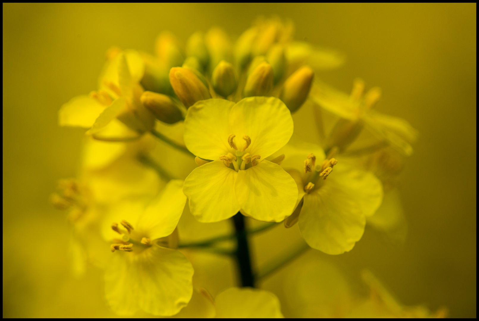 Raps-Blüte 01 Foto & Bild | jahreszeiten, frühling, top-fotos Bilder ...