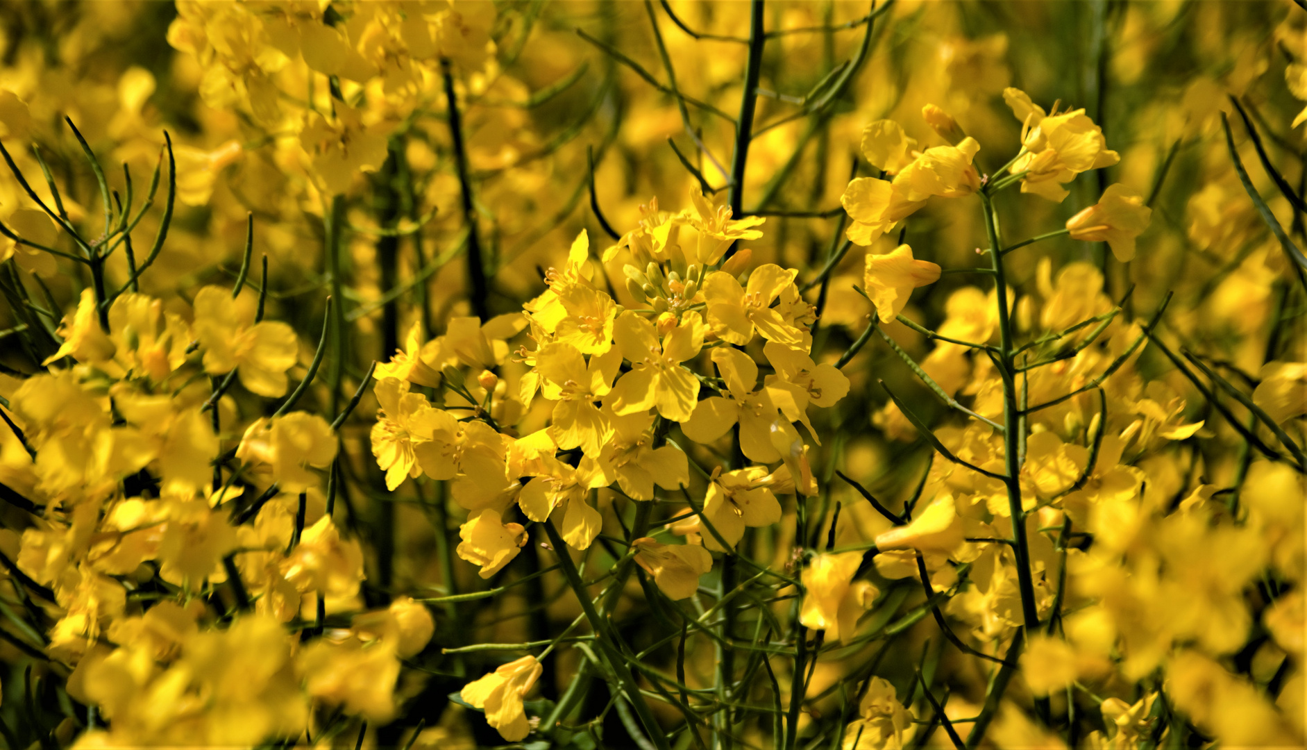 Raps Foto & Bild | pflanzen, pilze & flechten, landschaft, bäume Bilder ...