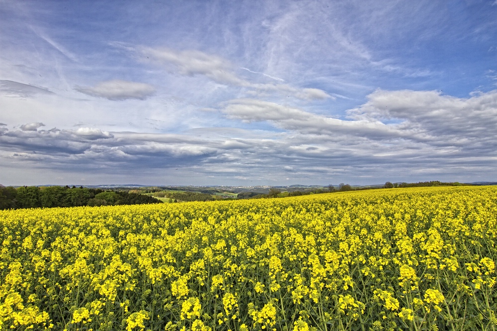 Raps Foto & Bild | landschaft, Äcker, felder & wiesen, raps Bilder auf ...