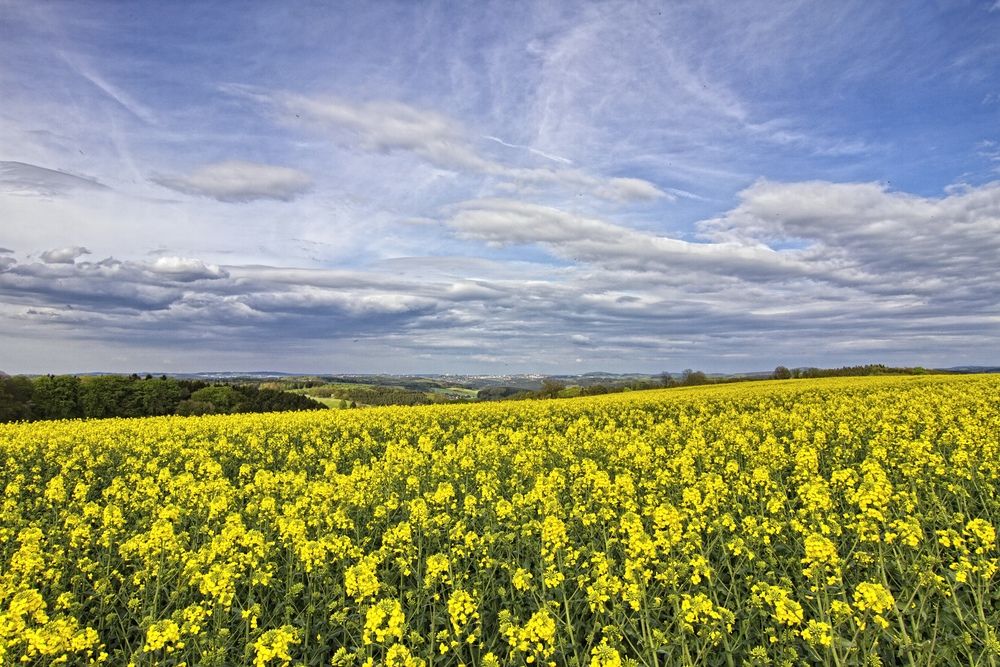 Raps Foto & Bild | landschaft, Äcker, felder & wiesen, raps Bilder auf ...